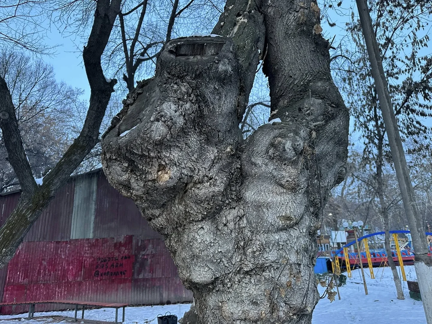 Oş'taki Alişer Navoi parkı'na beş bin fidan dikilecek - Kırgız Ulusal ...